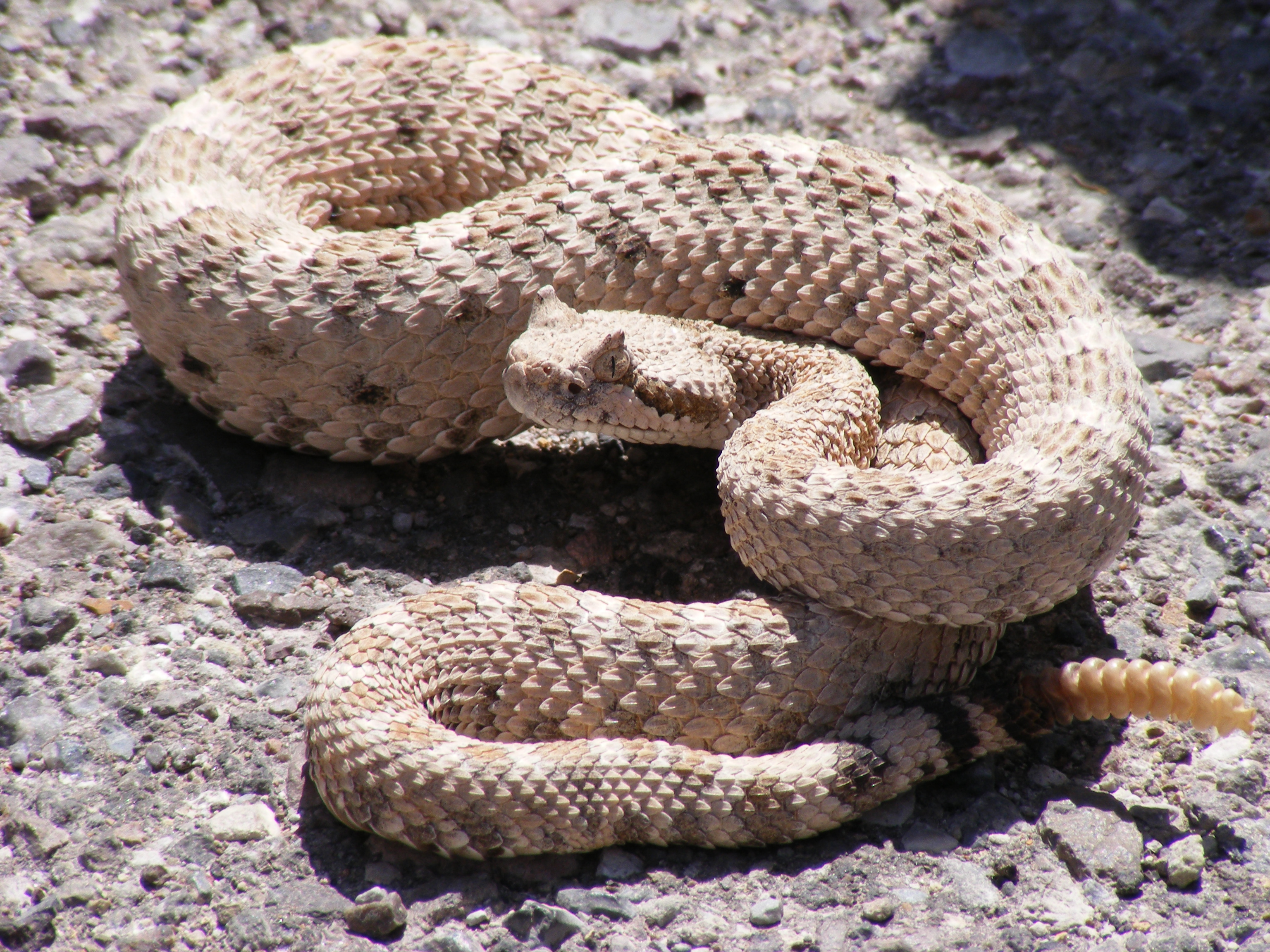 Snake Filet! | Azweaponcraftprepper